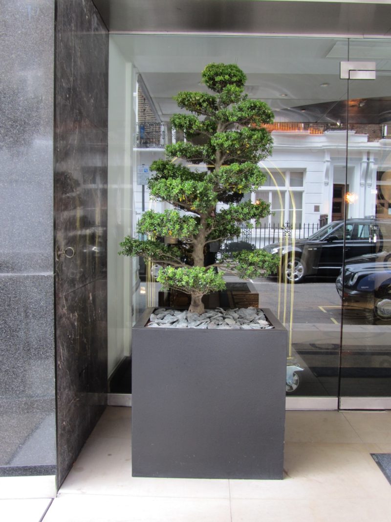 Hotel Outdoor Plants - Exterior Plants for Hotels - Leaflike